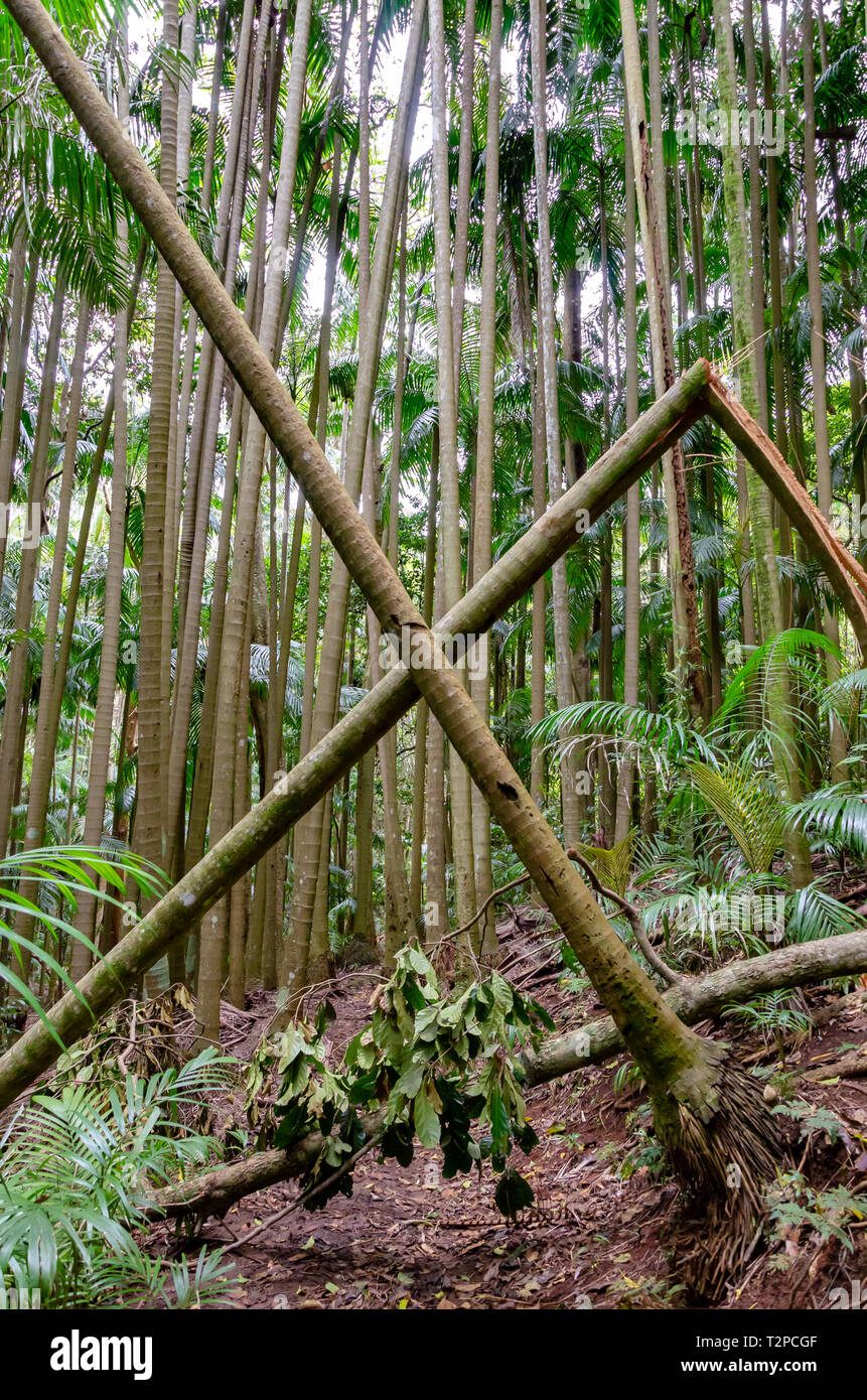 Tropical And Subtropical Coniferous Forests High Resolution Stock ...