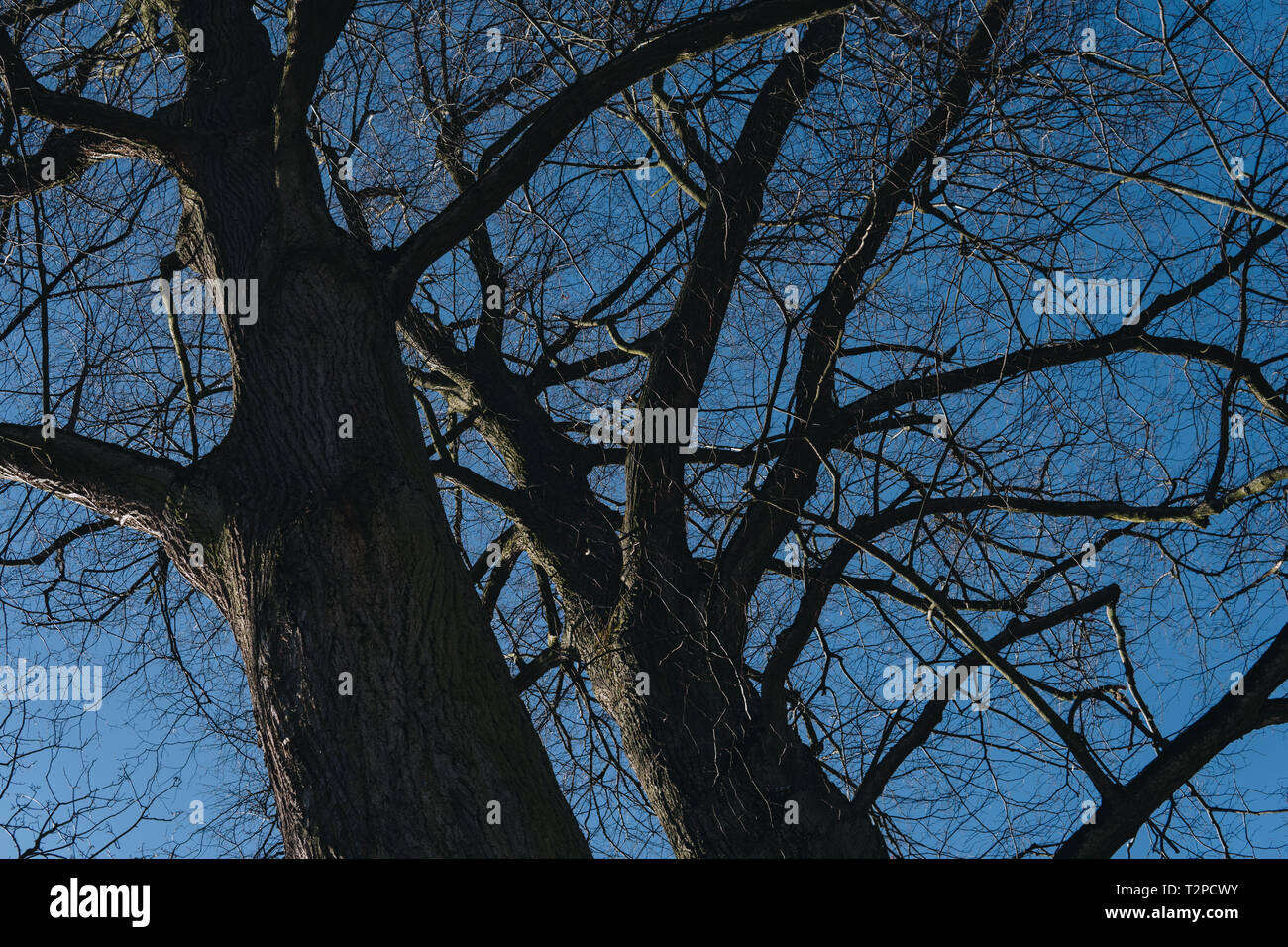 Old oak tree without leaves hi-res stock photography and images - Alamy