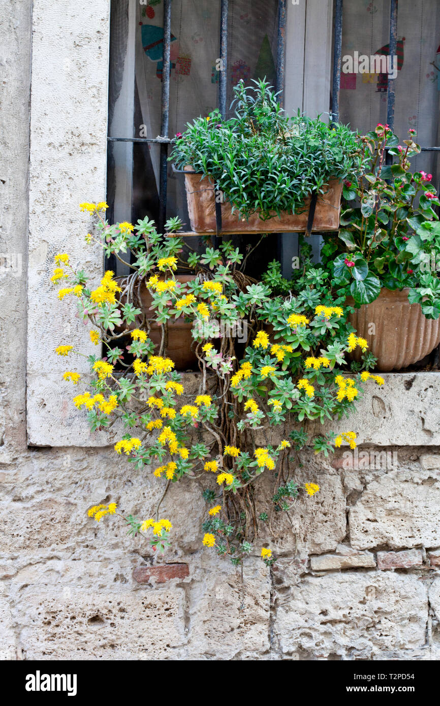 Italian window decorated with flowers and antique brick wall, Marche ...