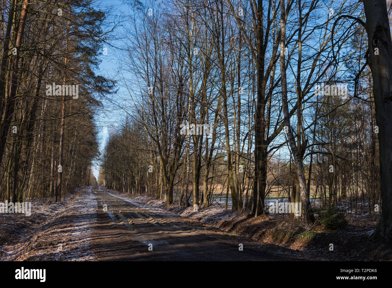 Muddy forest road hi-res stock photography and images - Alamy