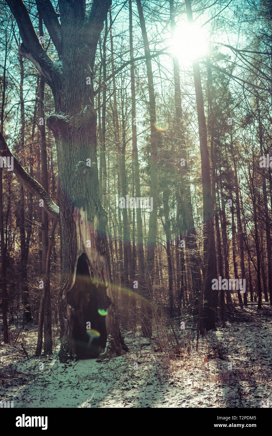 old oak tree empty inside growing in a forest Stock Photo - Alamy