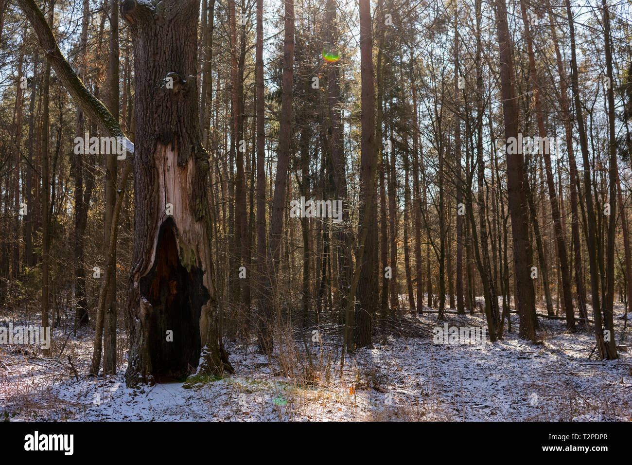 old oak tree empty inside growing in a forest Stock Photo - Alamy