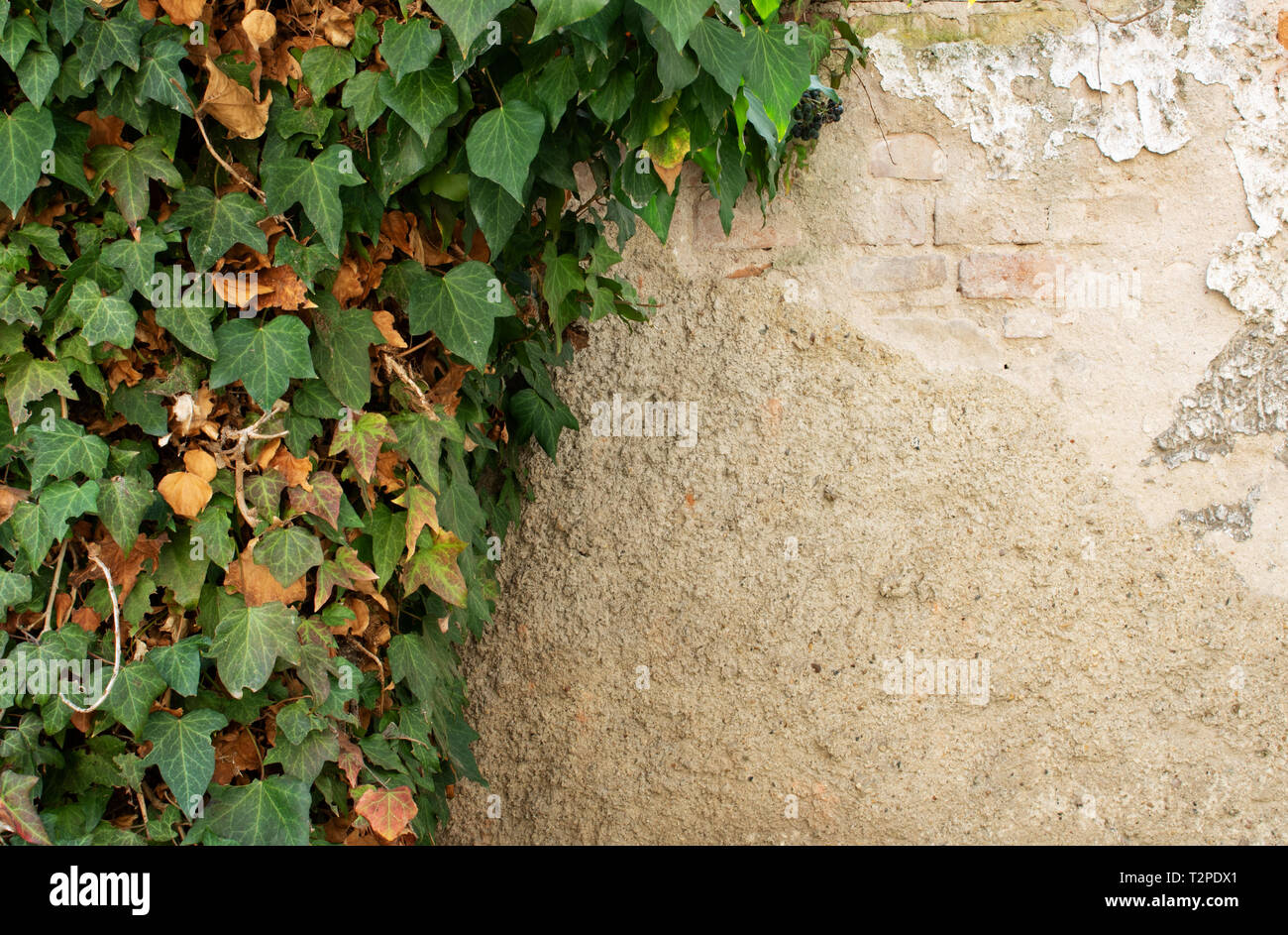 Climbing Hedera Helix High Resolution Stock Photography and Images - Alamy