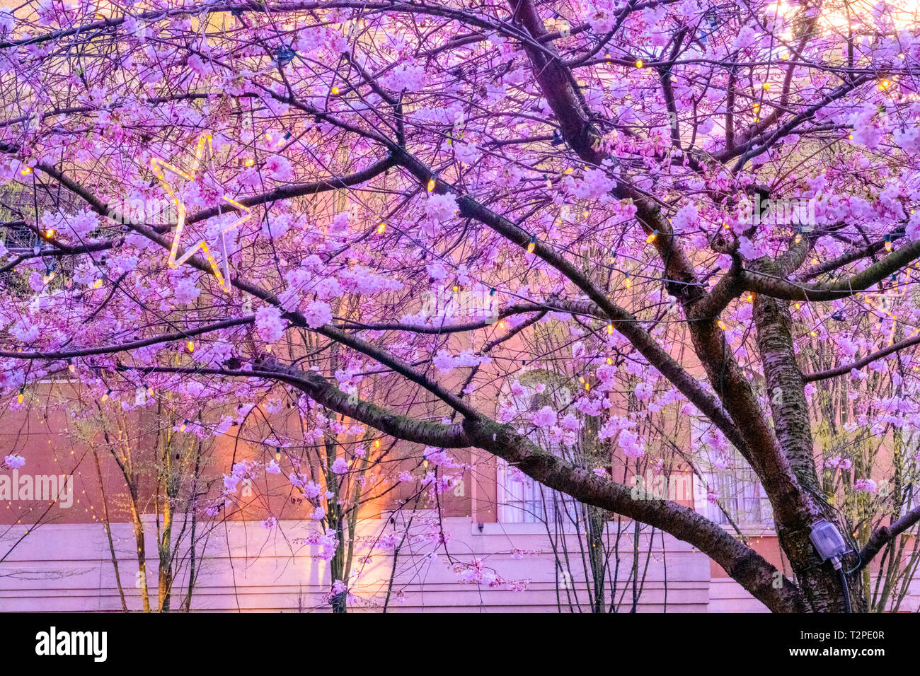 Downtown cherry blossoms, Vancouver, British Columbia, Canada Stock ...