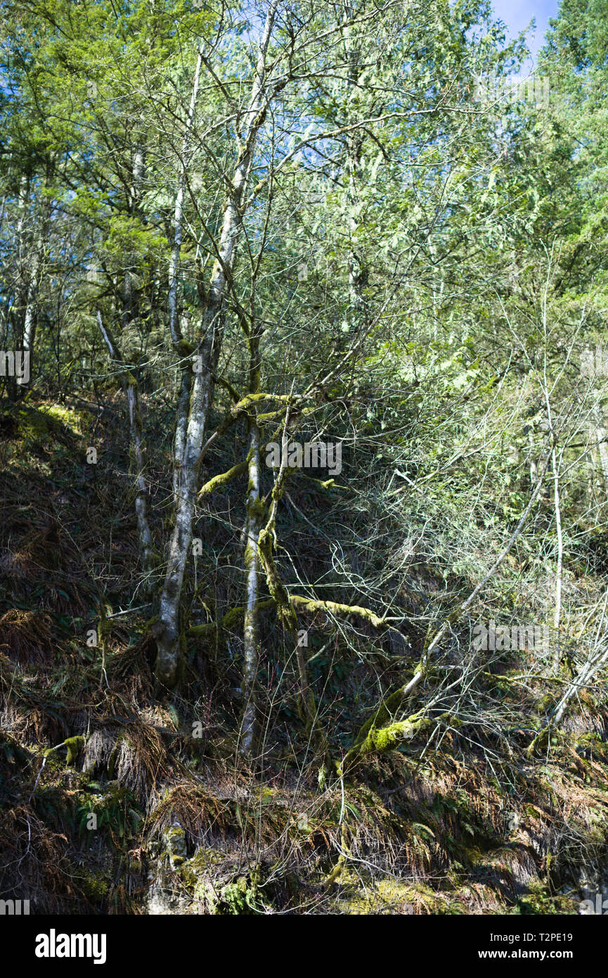 Mossy trees are a common sight in the rain forests of the British ... Mossy trees are a common sight in the rain forests of the British ...