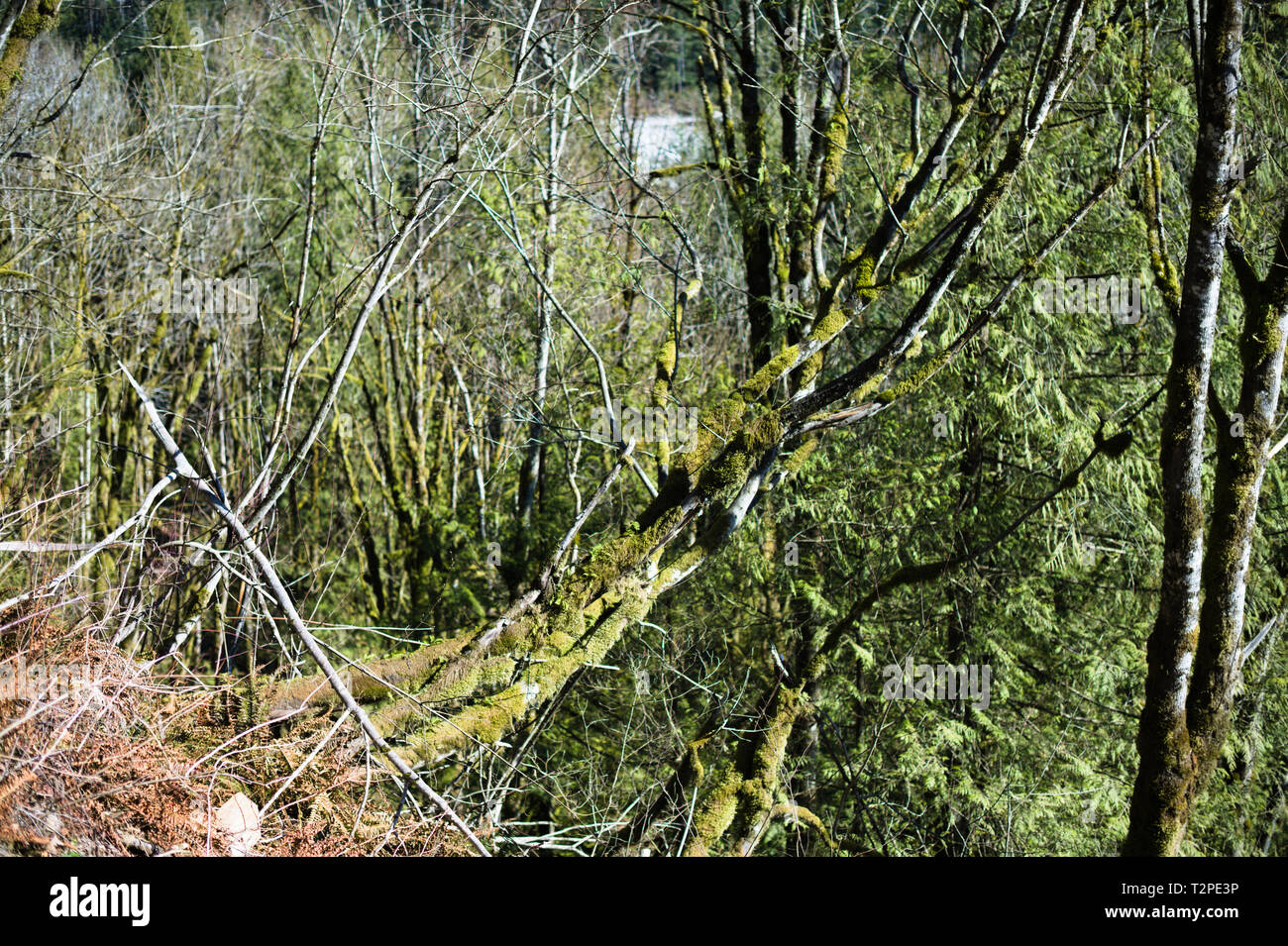 Green deciduous forest in dense rainforest hi-res stock photography and ...