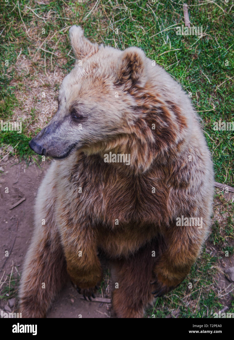 Black bear smile wildlife hi-res stock photography and images - Alamy