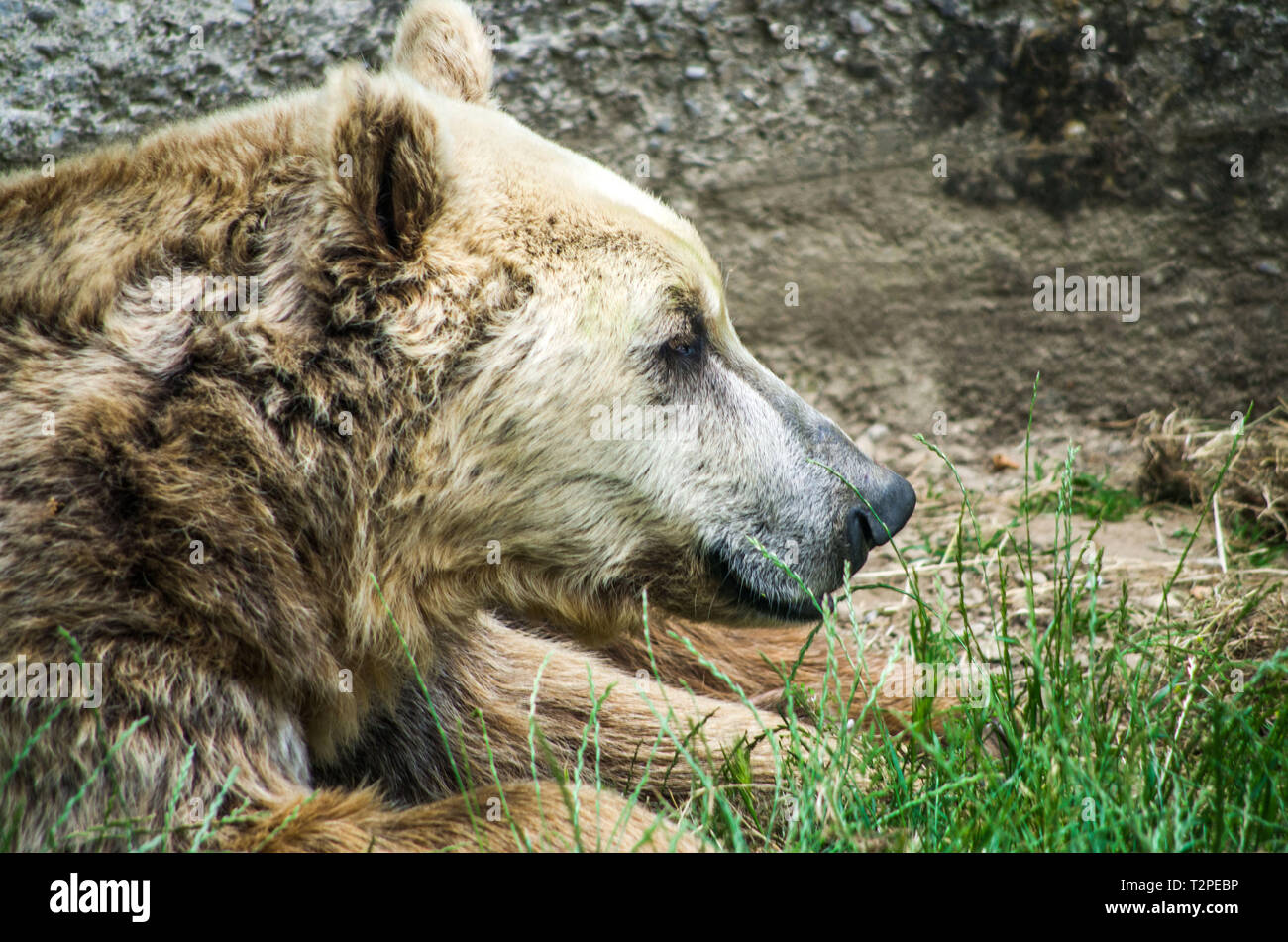 Black bear smile wildlife hi-res stock photography and images - Alamy