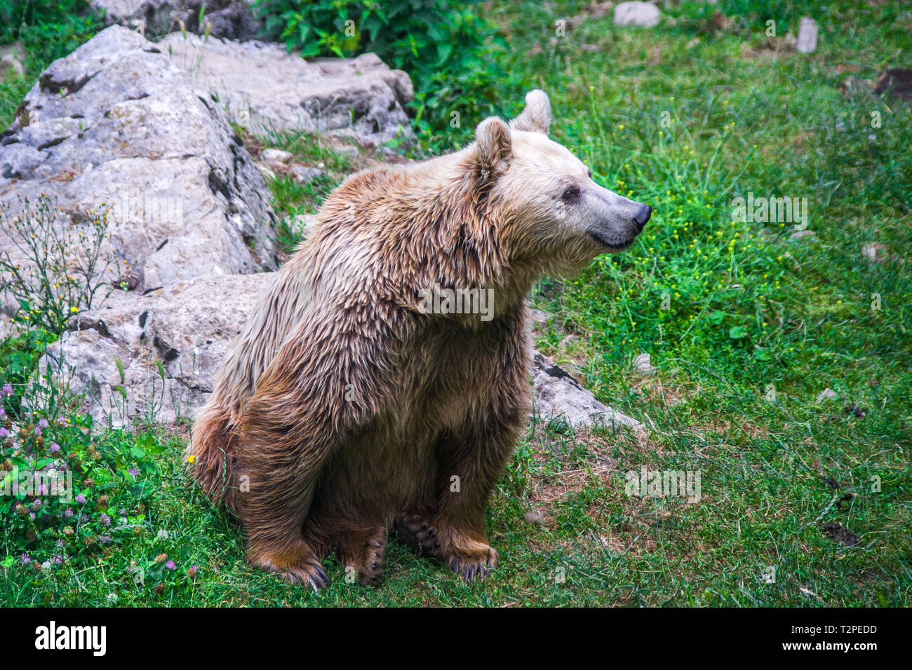 Black bear smile wildlife hi-res stock photography and images - Alamy