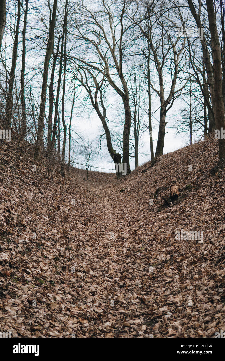 bottom of a gully landform full of leaves during autumn Stock Photo - Alamy
