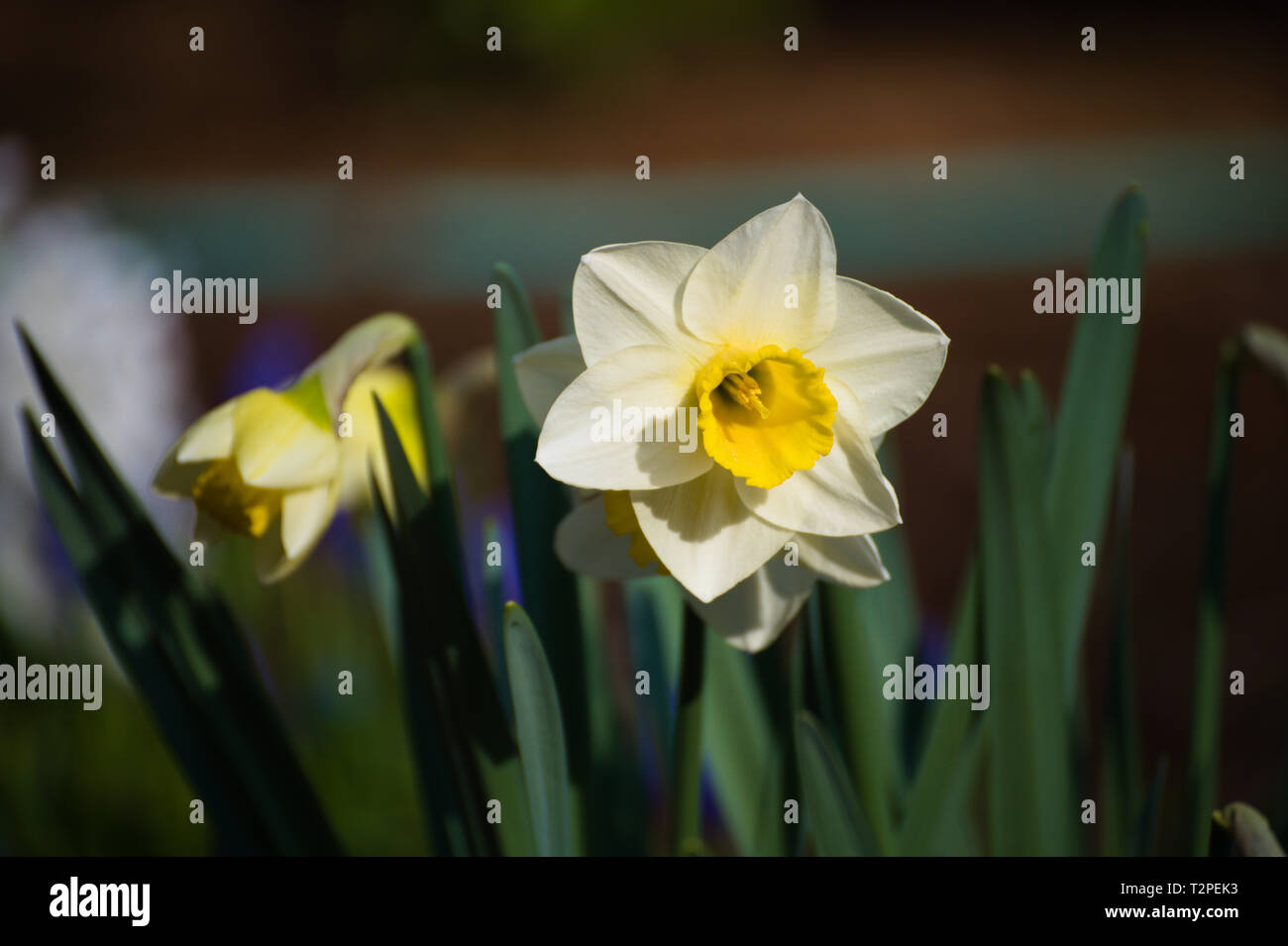 Daffodil displays hi-res stock photography and images - Alamy