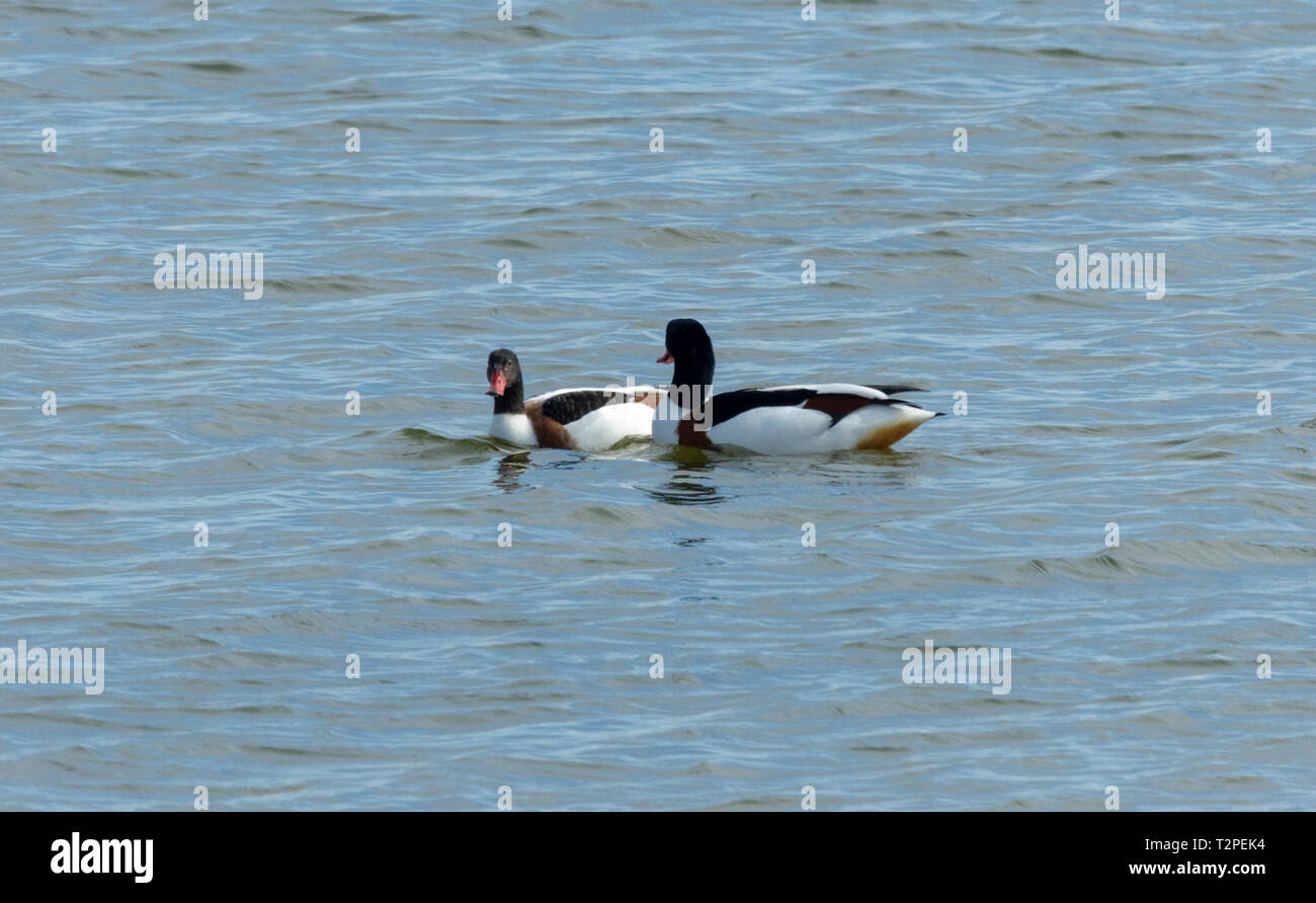 Female shelduck (tadorna tadorna) looks back at courting male Stock ...