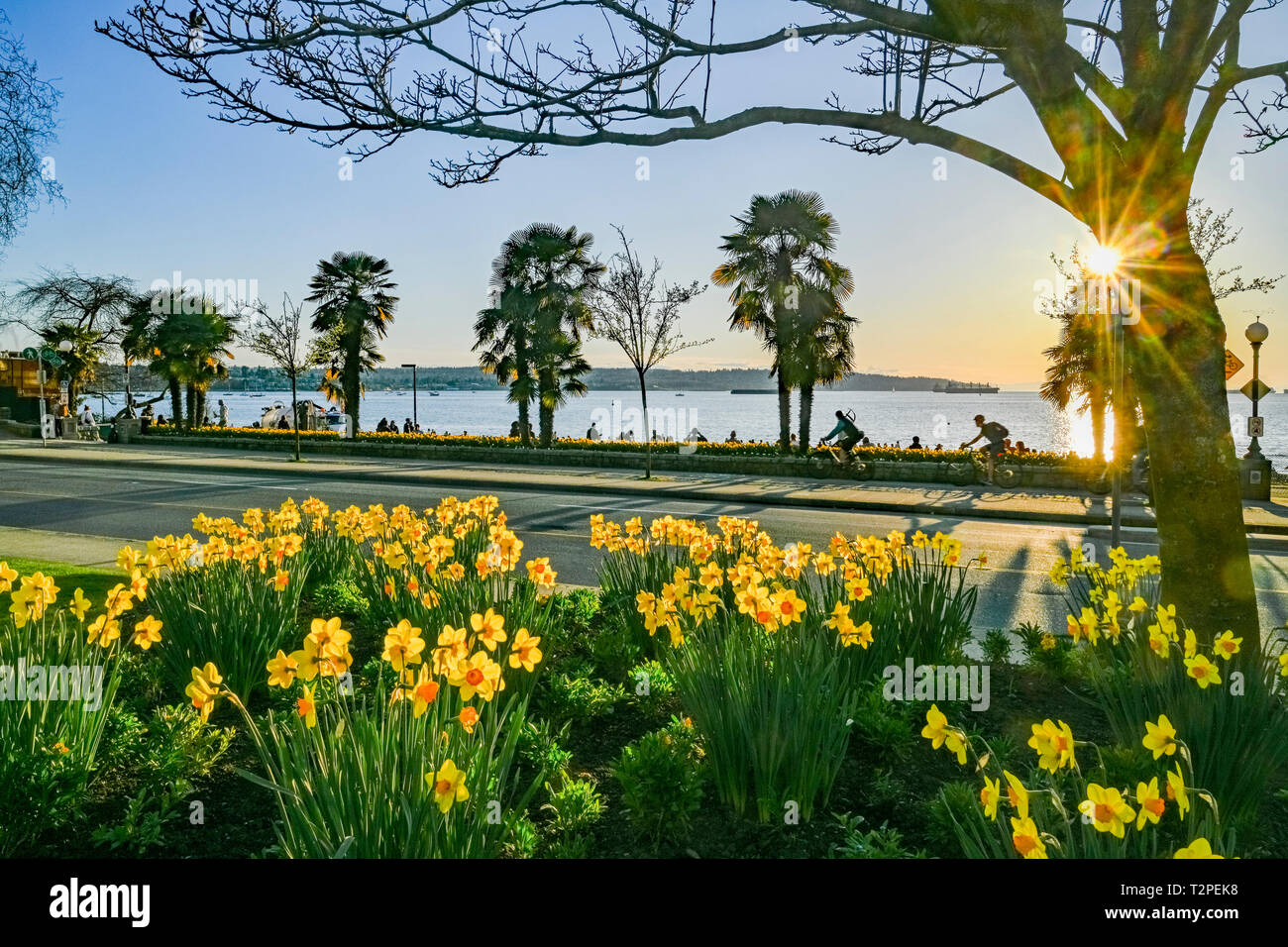 British palm trees hi-res stock photography and images - Alamy