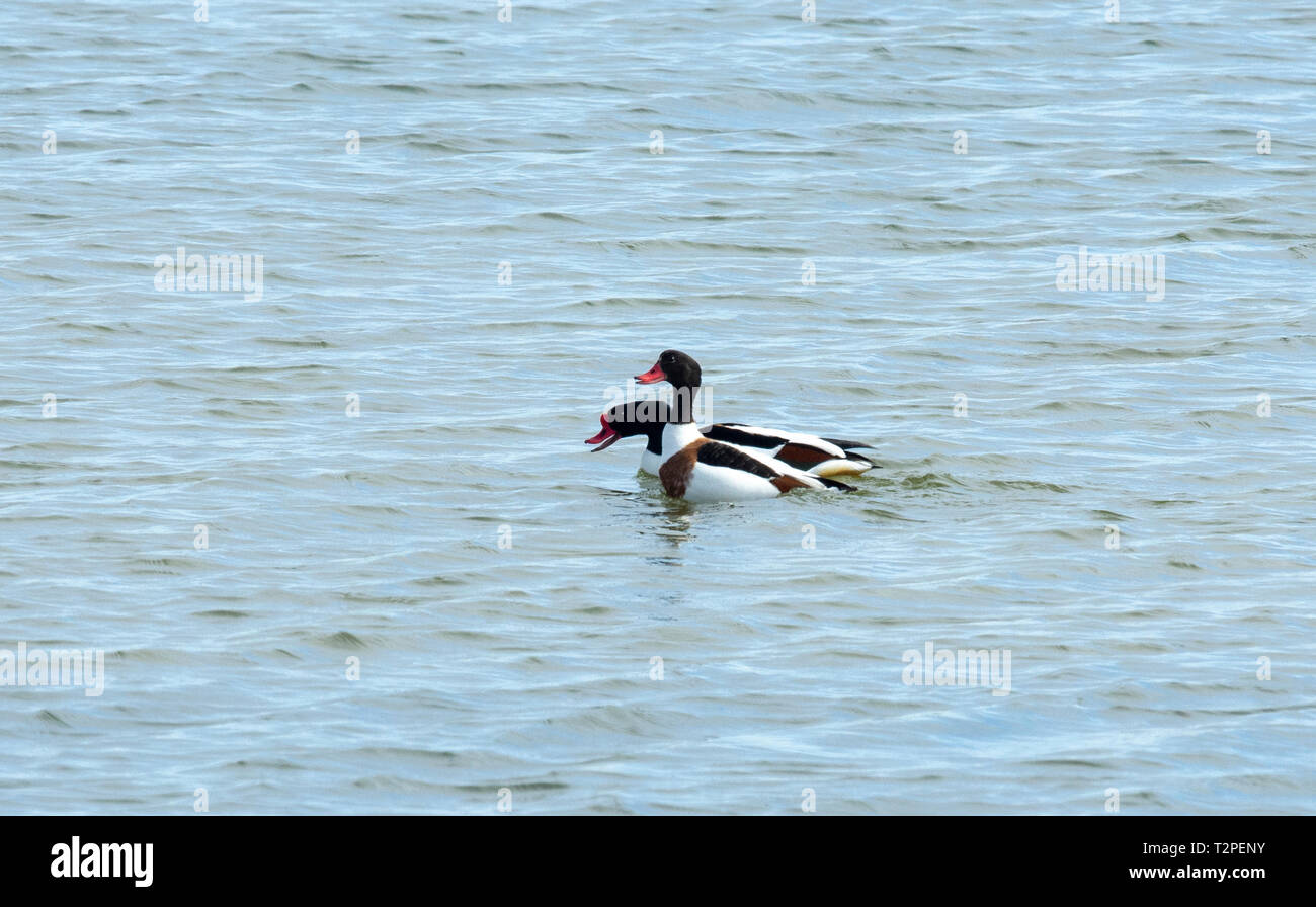 Common Shelducks High Resolution Stock Photography and Images - Alamy