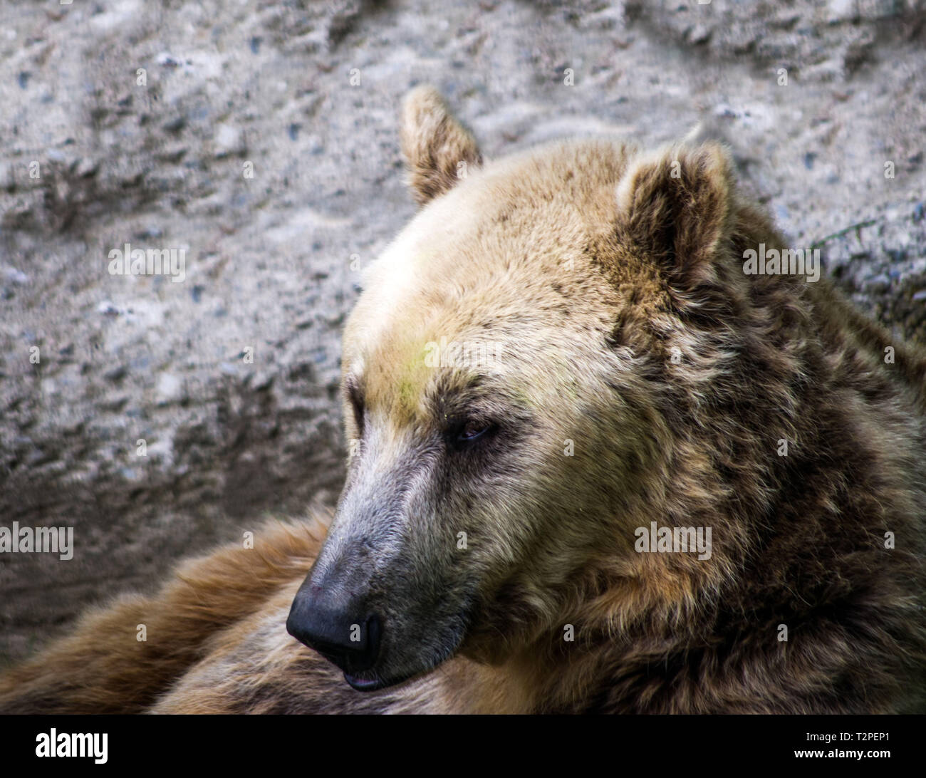 brown bear with long hair waits free in the forest Stock Photo - Alamy