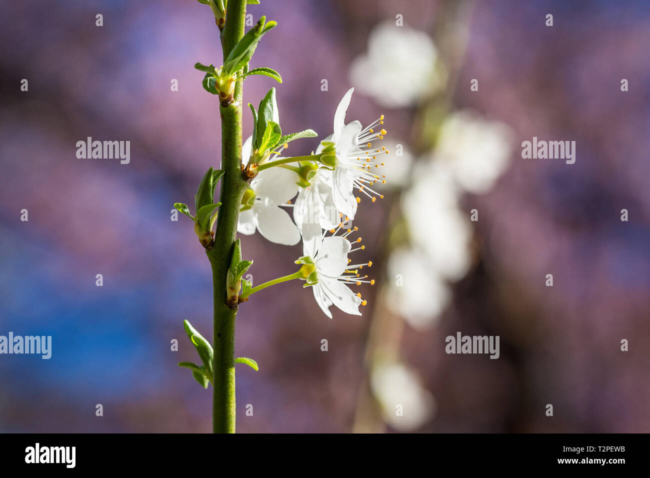 fruit tree blossom Stock Photo - Alamy