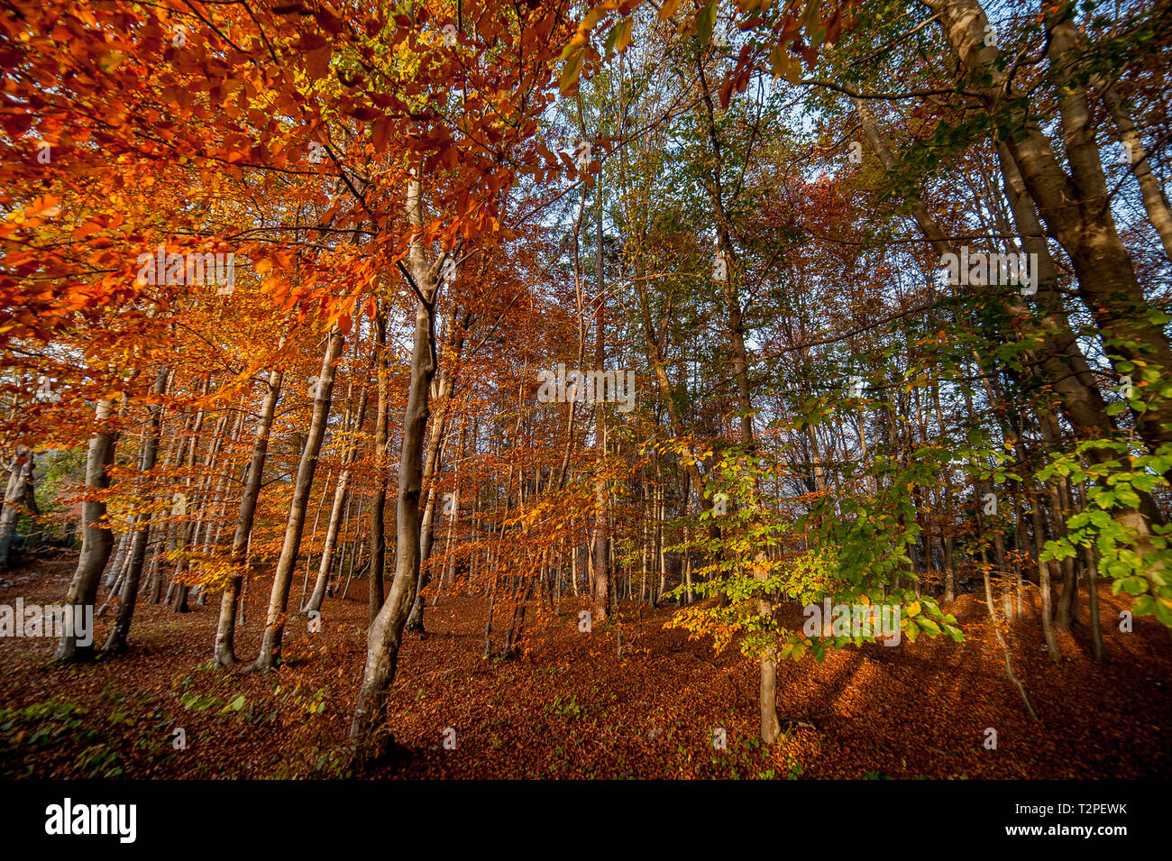 Vivid poetry hi-res stock photography and images - Alamy