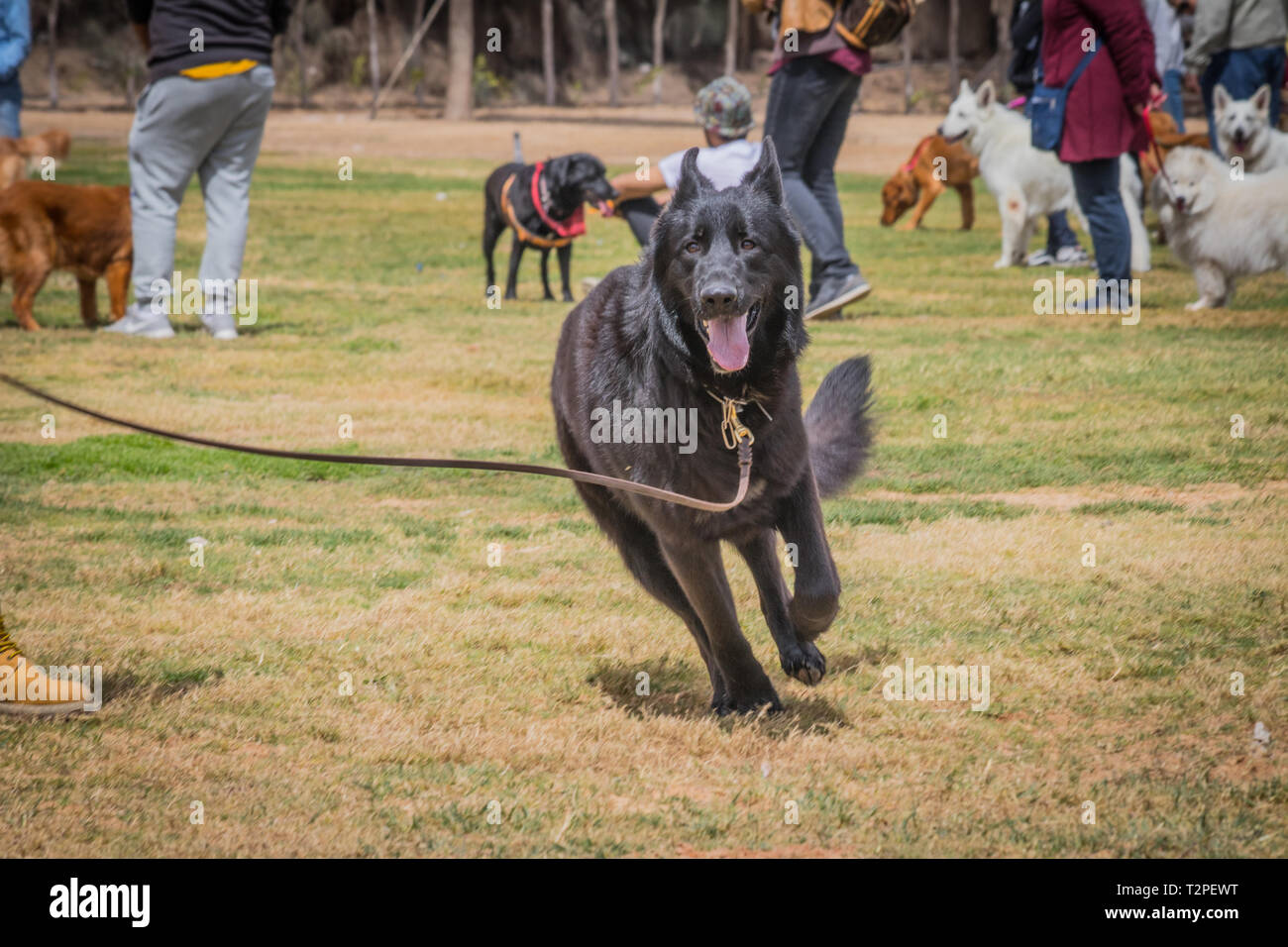 Black german shepherd dog running hi-res stock photography and images ...