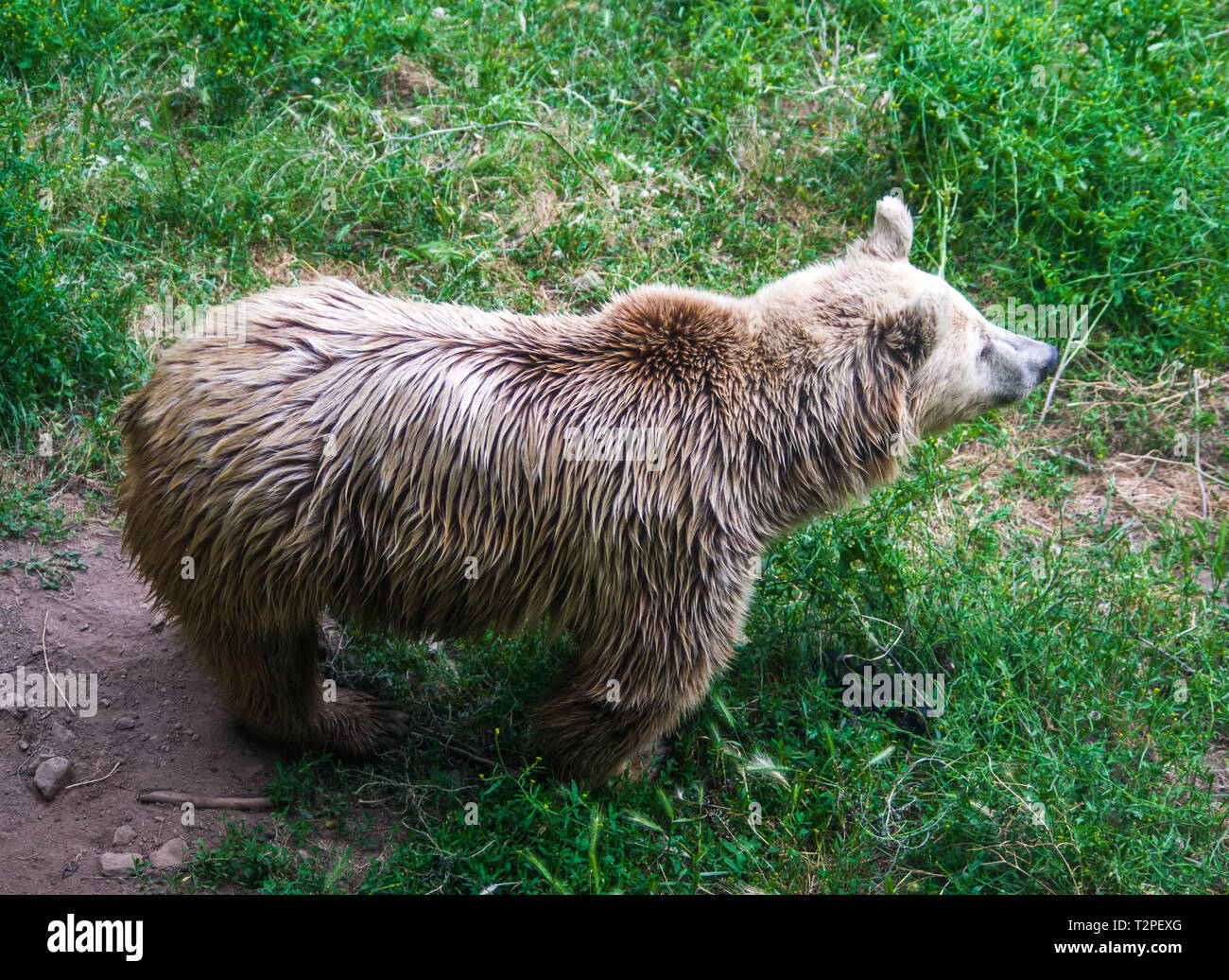 brown bear with long hair waits free in the forest Stock Photo - Alamy