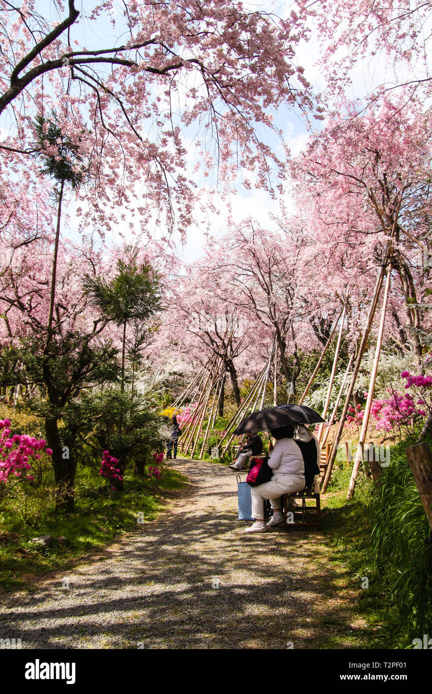 Spring Sakura Viewing in Kyoto Japan Stock Photo - Alamy