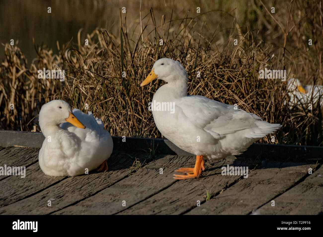 White heavy ducks - American Pekin also known as the Aylesbury or Long ...