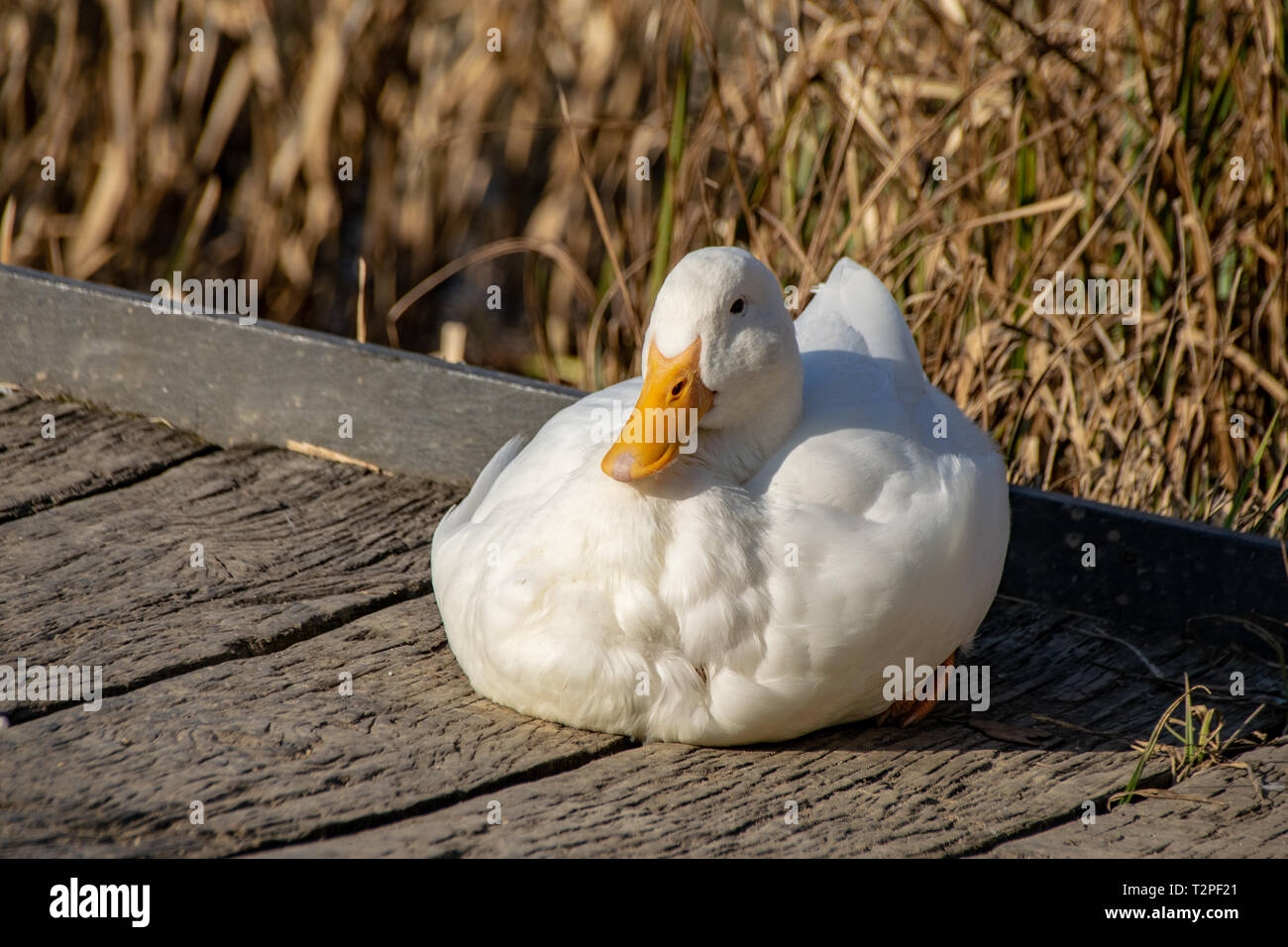 White heavy ducks - American Pekin also known as the Aylesbury or Long ...