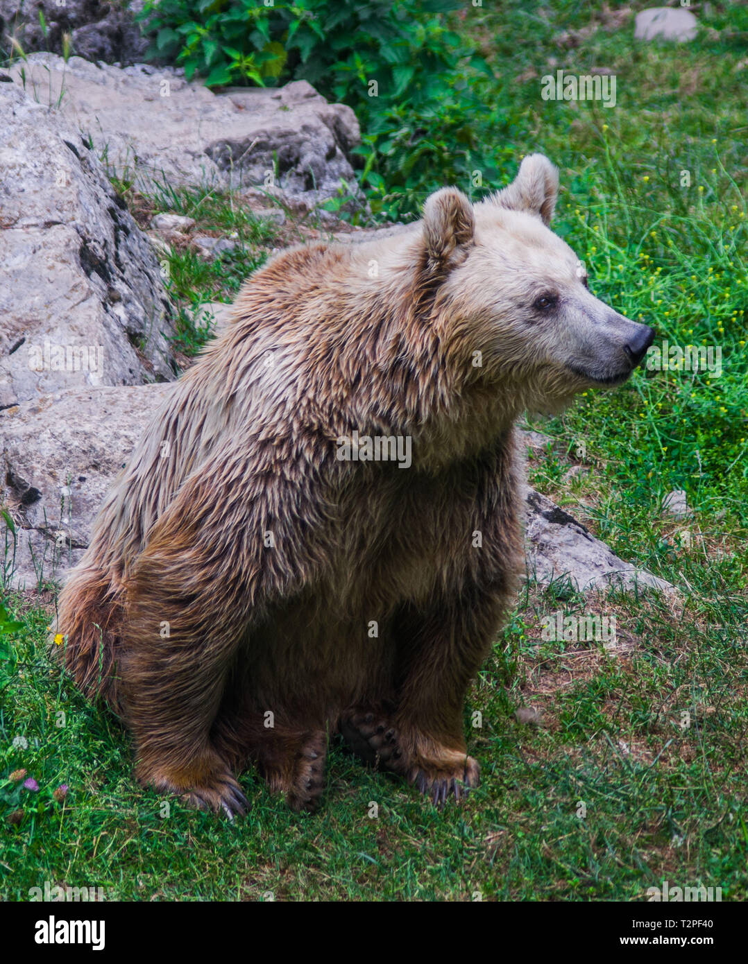 brown bear with long hair waits free in the forest Stock Photo - Alamy
