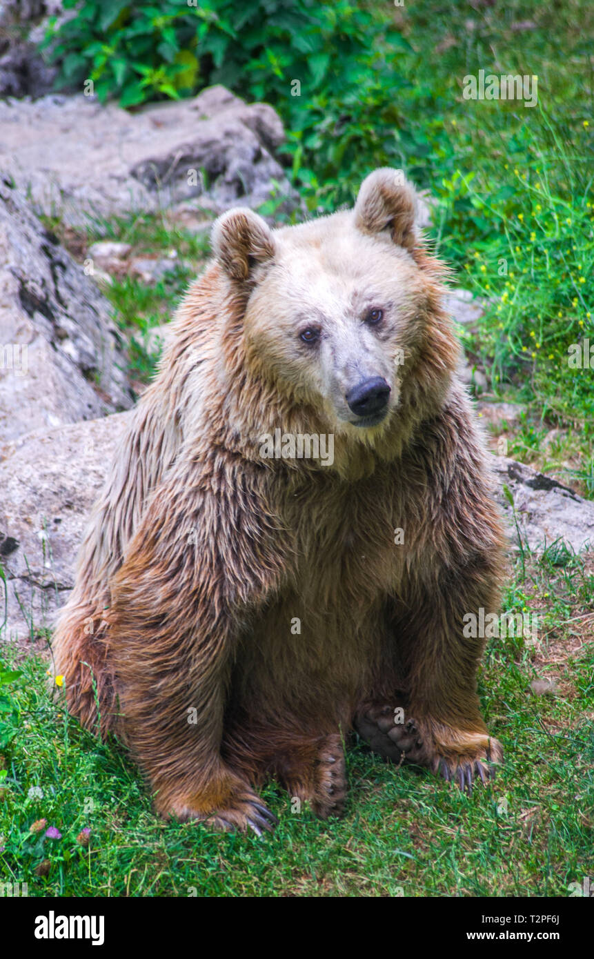 Young hunter rifle bear hi-res stock photography and images - Alamy