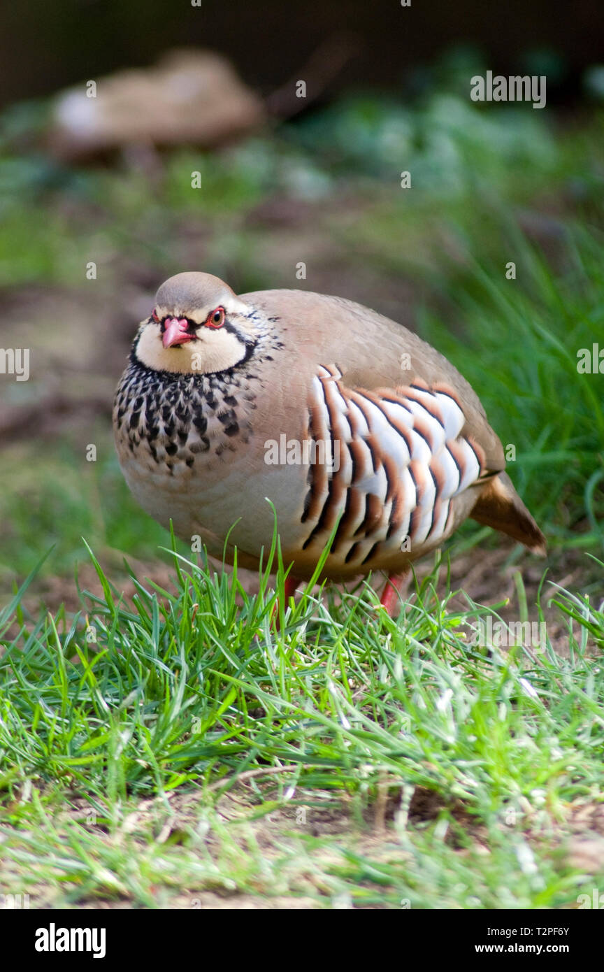 Red Legged Partridge Stock Photo - Alamy