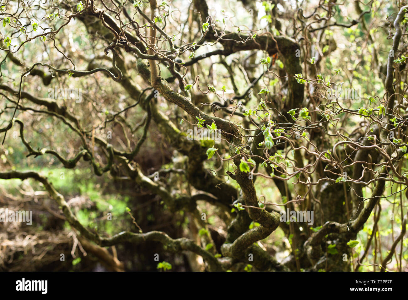 Corkscrew plant hi-res stock photography and images - Alamy