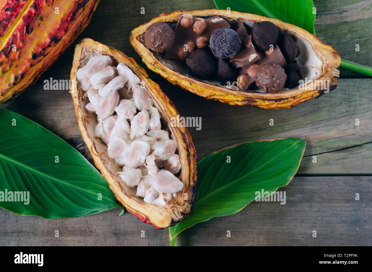 Open cocoa cob and pieces of chocolate on wooden background. Top view ...