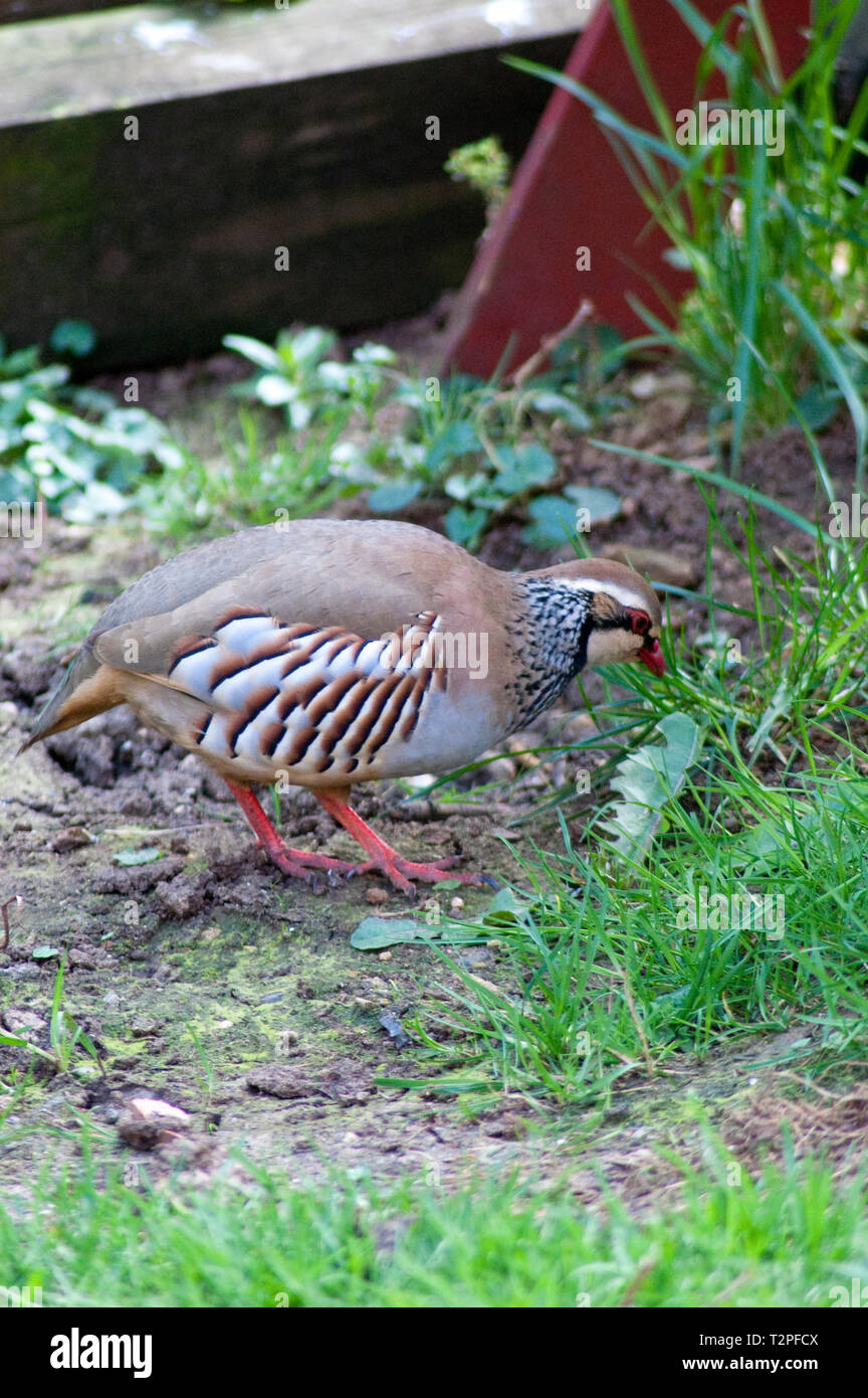 Red Legged Partridge Stock Photo - Alamy