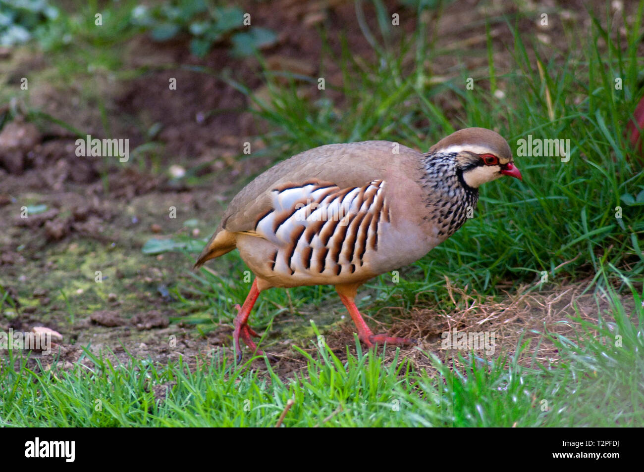 Red Legged Partridge Stock Photo - Alamy