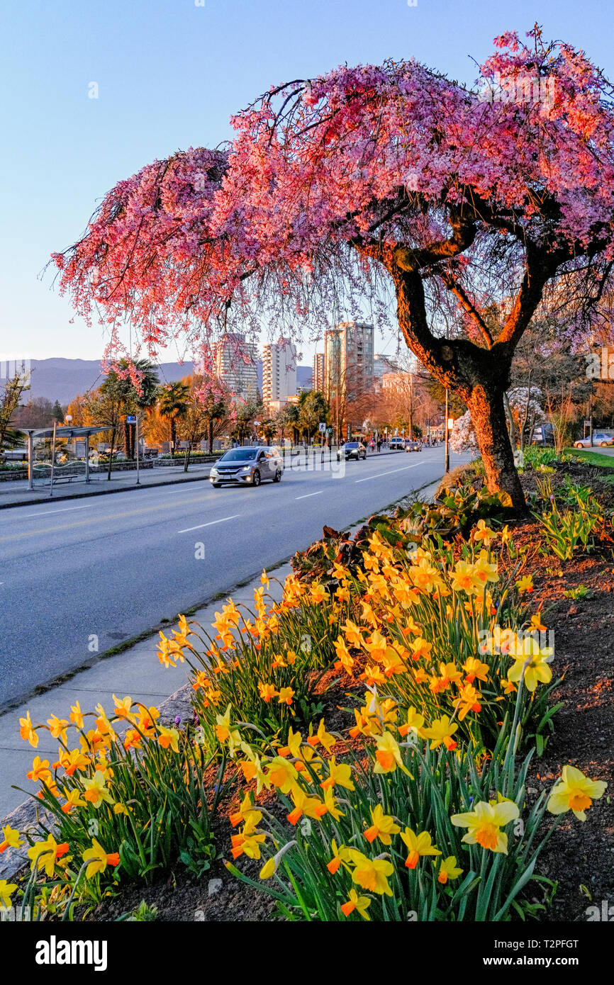Cherry tree beach hi-res stock photography and images - Alamy