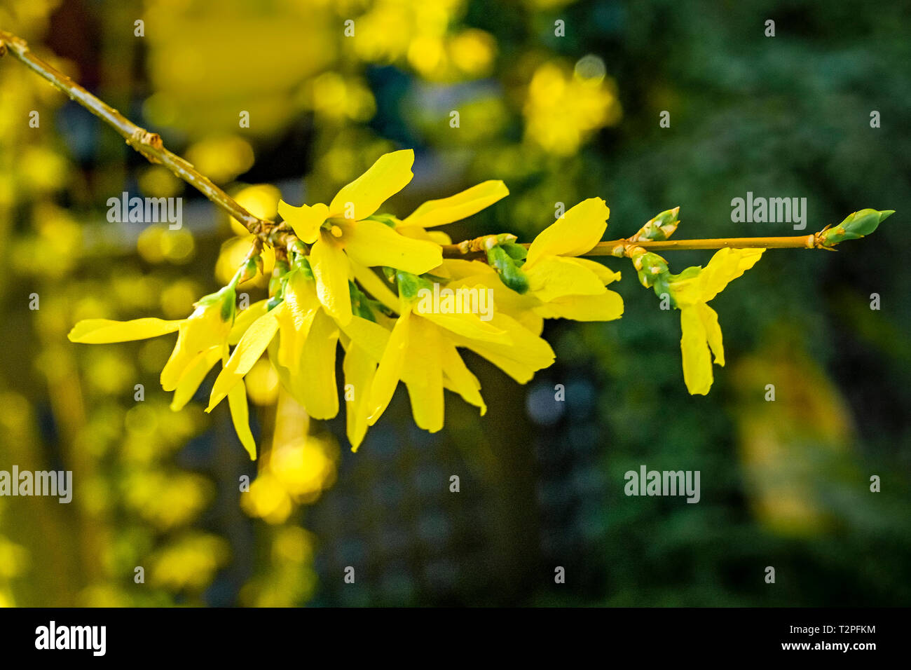 Forsythia High Resolution Stock Photography and Images - Alamy