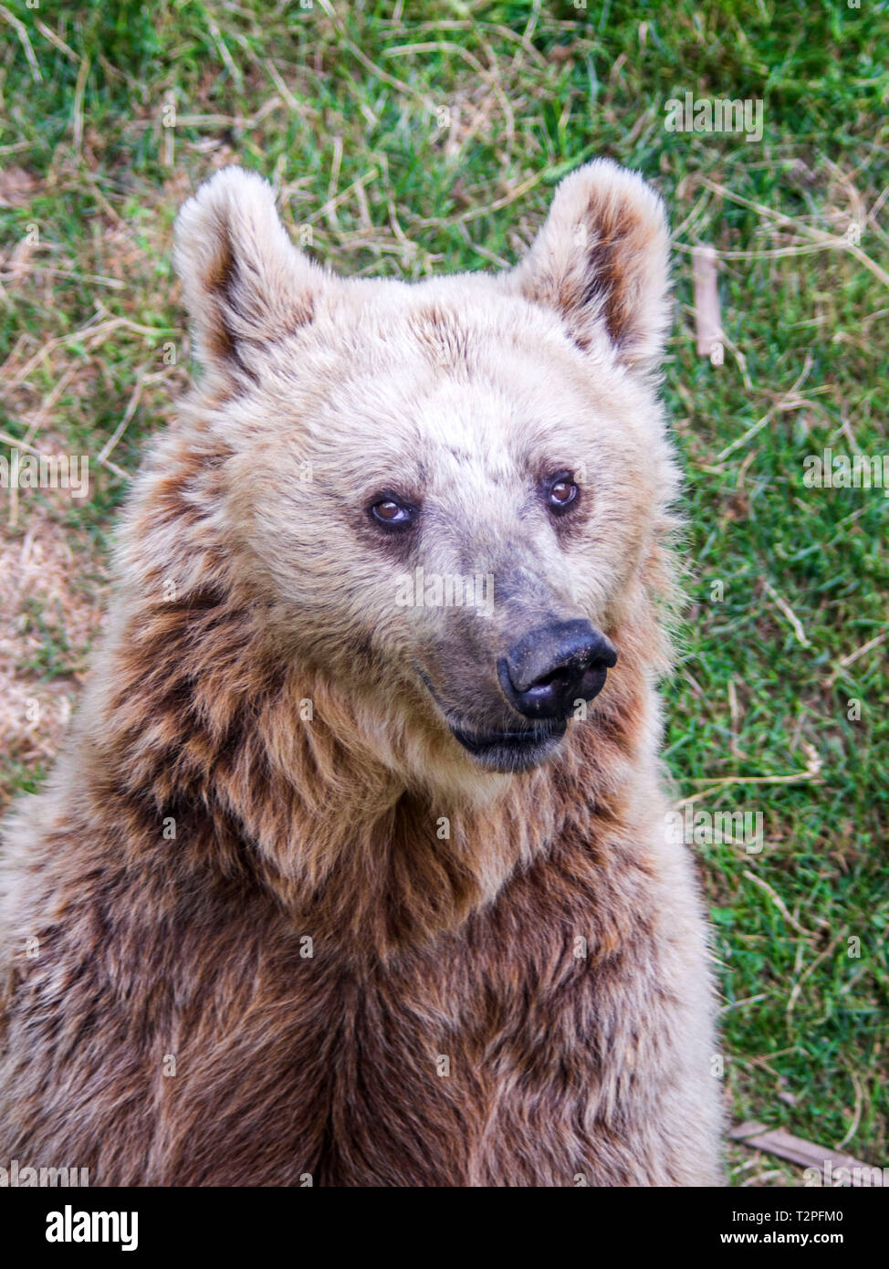 brown bear with long hair waits free in the forest Stock Photo - Alamy