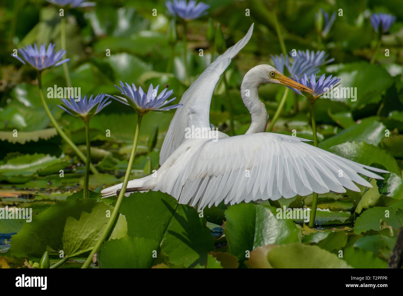 Species of small heron hi-res stock photography and images - Alamy