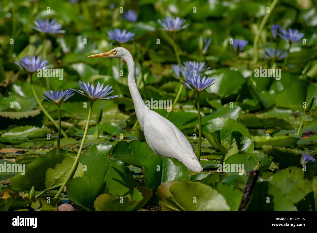 Species Of Small Heron High Resolution Stock Photography and Images - Alamy