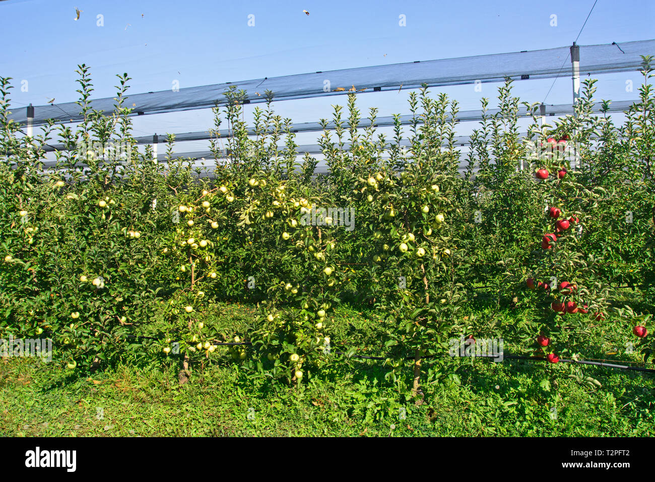Column apple trees hi-res stock photography and images - Alamy