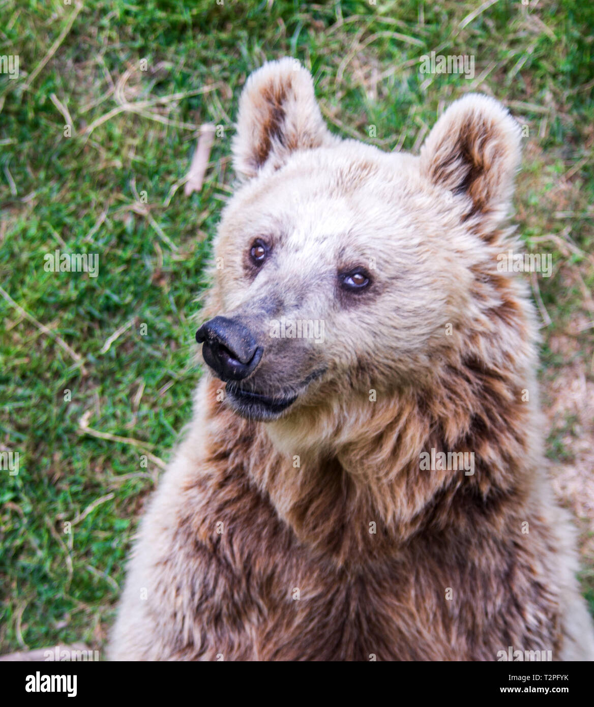 Bear foot hi-res stock photography and images - Alamy