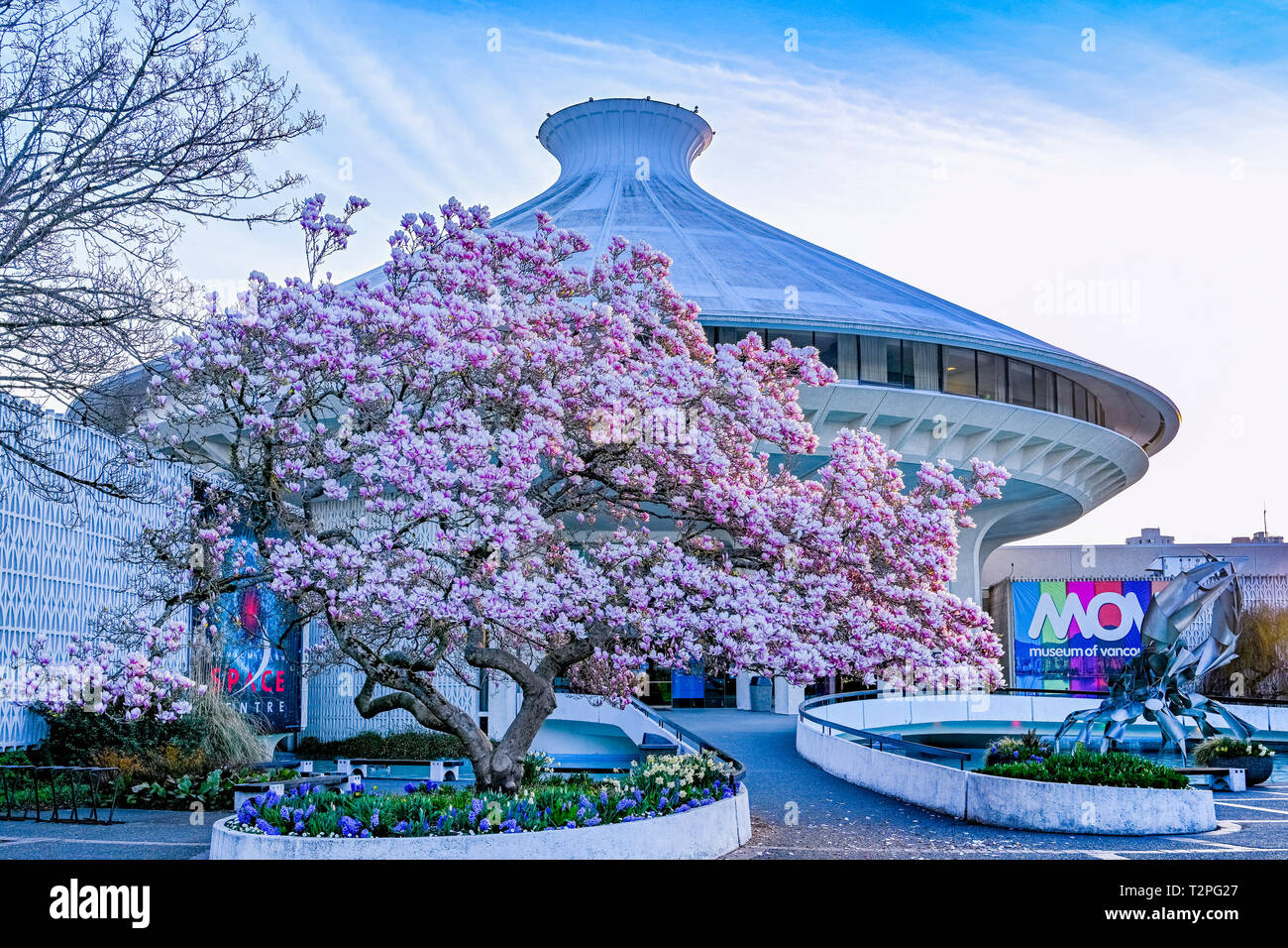 Magnolia tree in bloom at Vancouver Museum, Vanier Park, Kitsilano ...