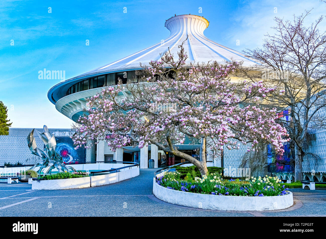 Magnolia tree canada bc hi-res stock photography and images - Alamy