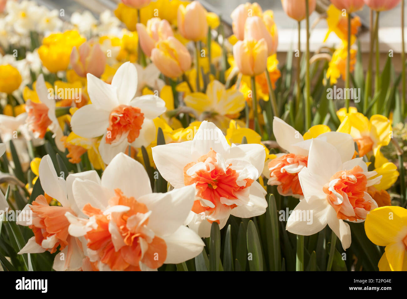 Mount Holyoke College spring bulb show in South Hadley, Massachusetts ...