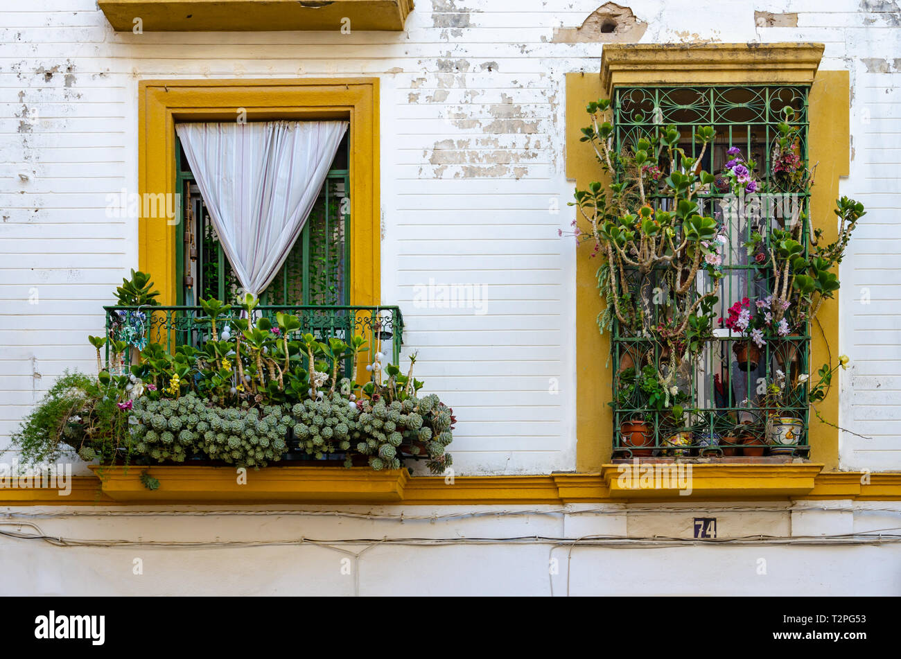 Two traditional colorful windows in Lisbon Portugal with flowers and ...