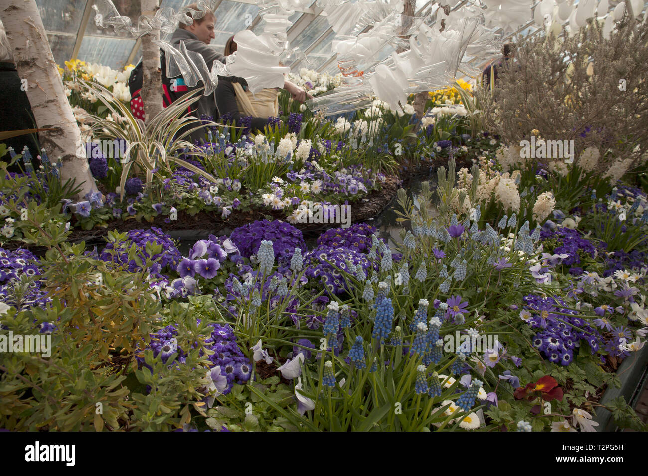 Mount Holyoke College spring bulb show in South Hadley, Massachusetts ...