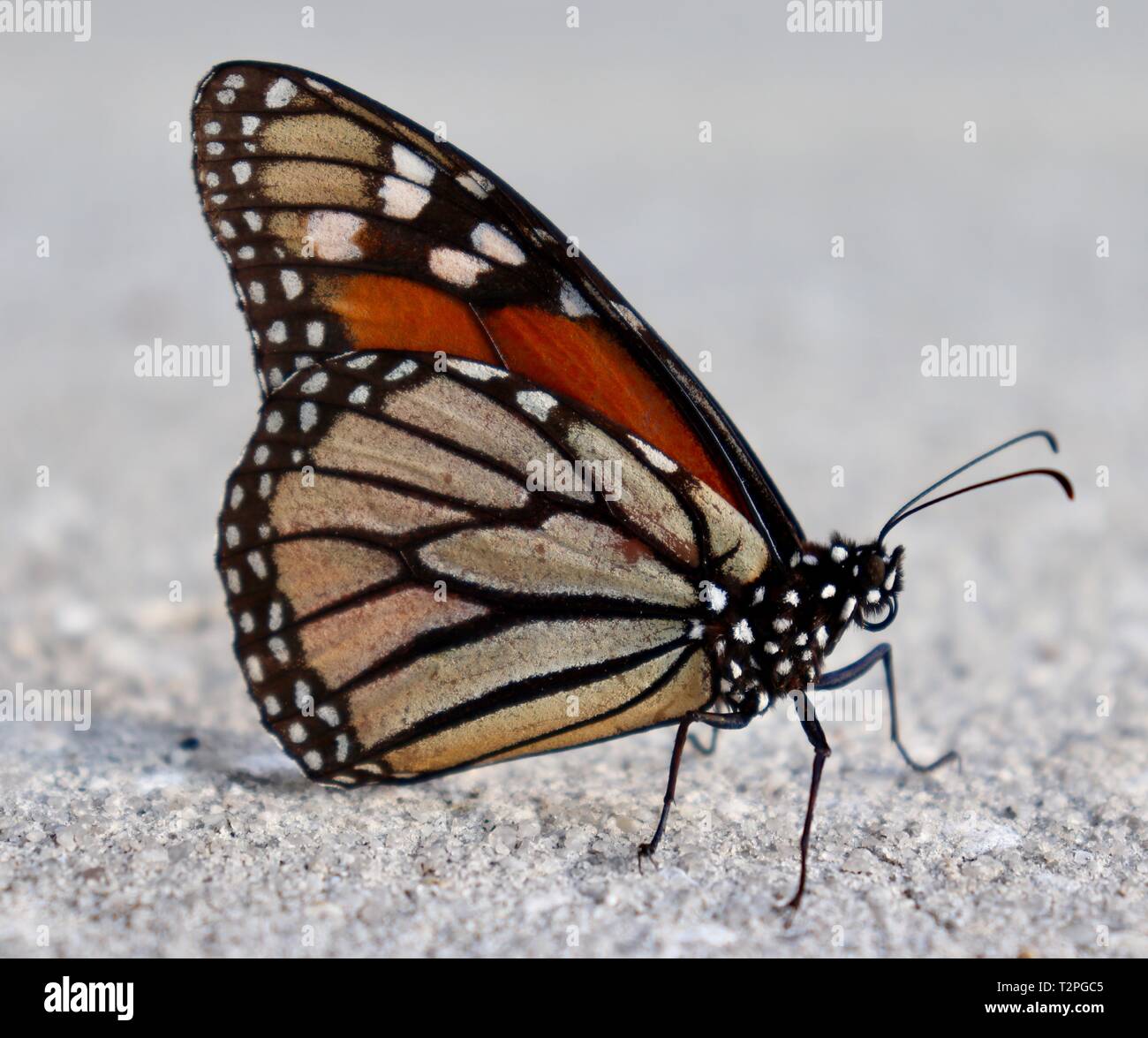 Best butterfly wing picture hi-res stock photography and images - Alamy