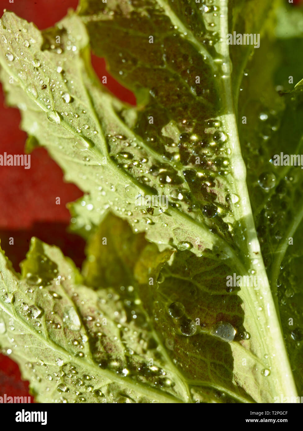 Green ornamental poppy leaf with jewel-like water droplets, close-up ...