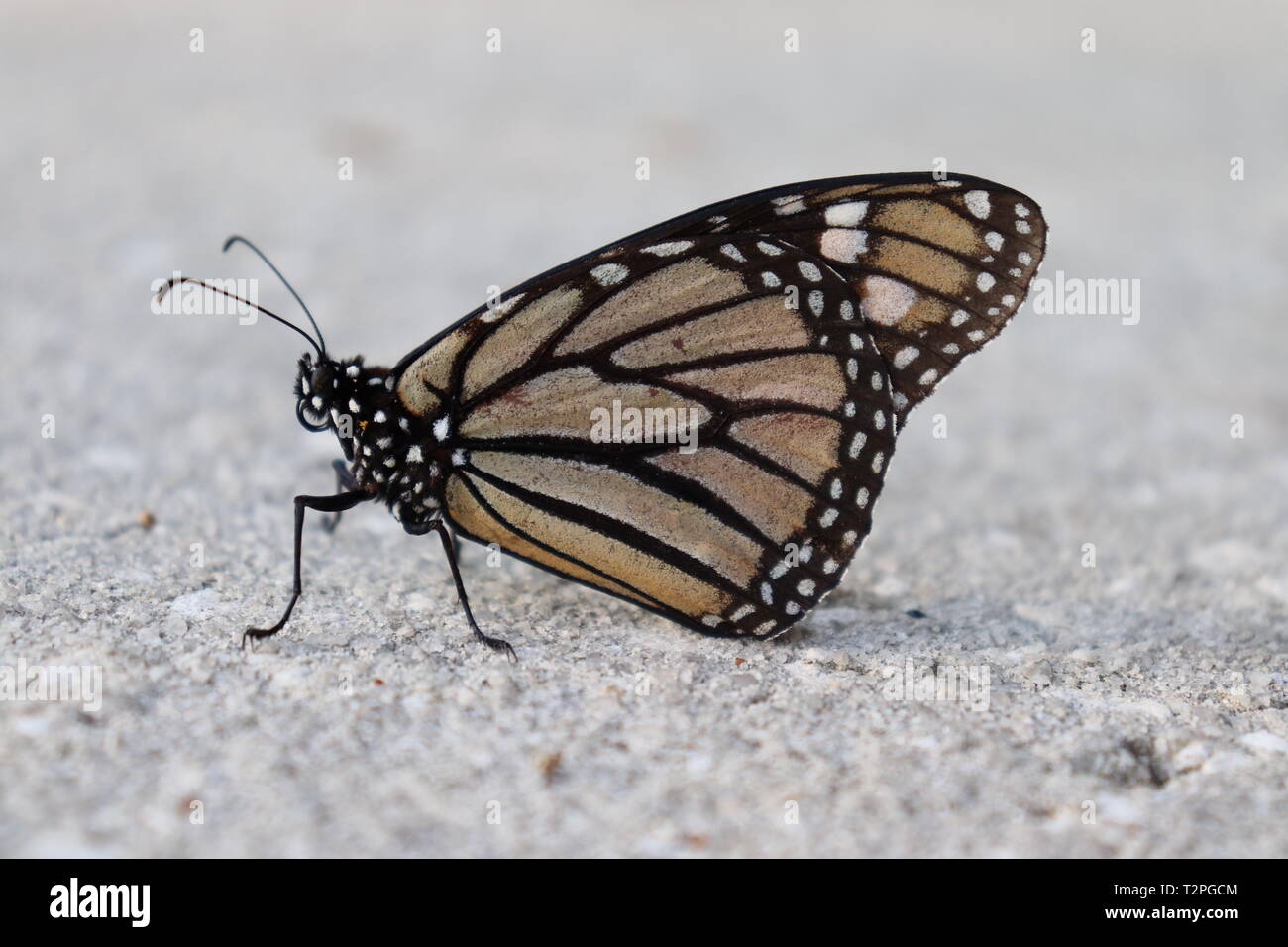 Photos with butterflies hi-res stock photography and images - Alamy