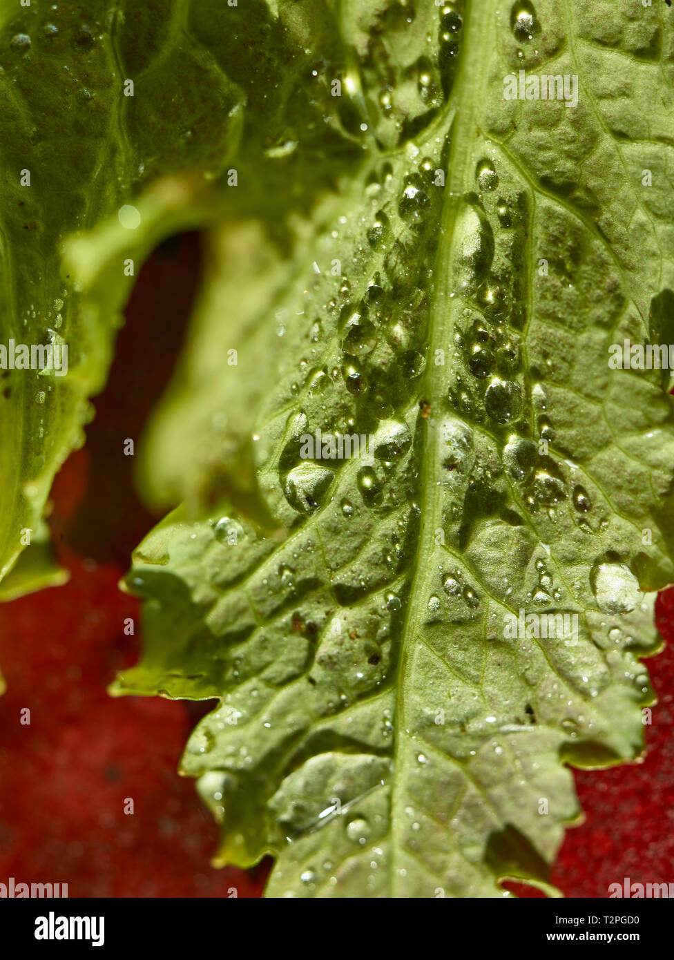 Green ornamental poppy leaf with jewel-like water droplets, close-up ...