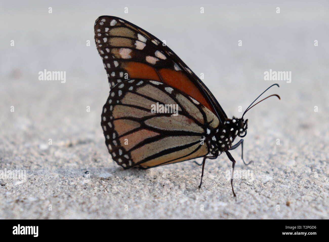Real butterfly hi-res stock photography and images - Alamy